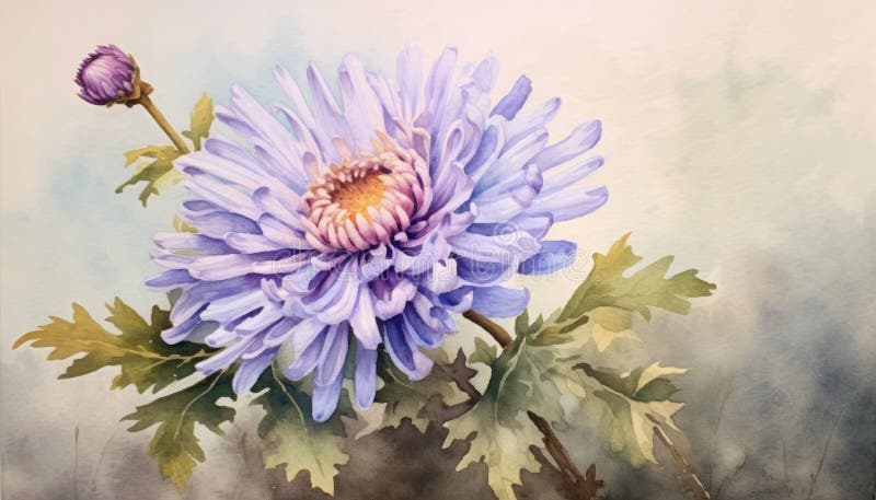 Gorgeous Aster Painted Watercolor Illustration. Stock Photo - Image of ...