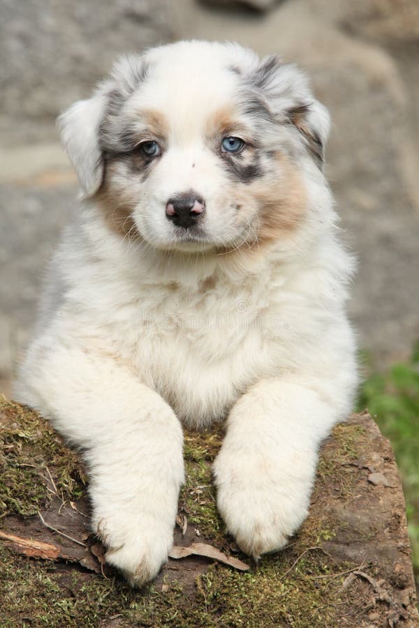Gorgeous Australian Shepherd Puppy Looking at You Stock Image - Image ...