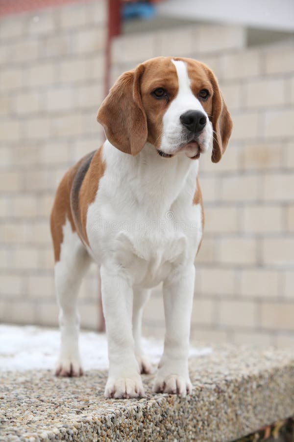 Gorgeous beagle looking stock image. Image of resting - 54835627