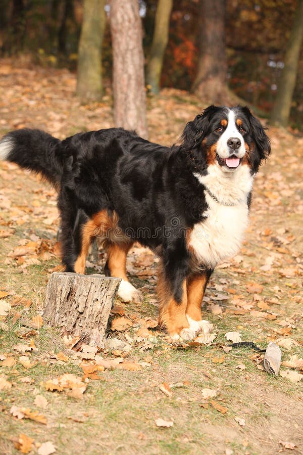 Gorgeous Bernese Mountain Dog Standing in Autumn Forest Stock Image ...