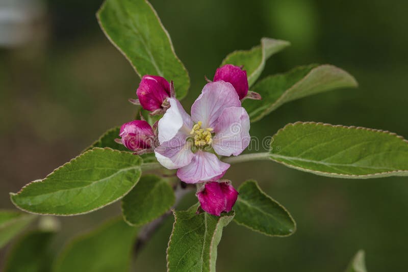 Gorgeous Beutiful Blooming Apple Tree Brunch Isolated. Gorgeous ...