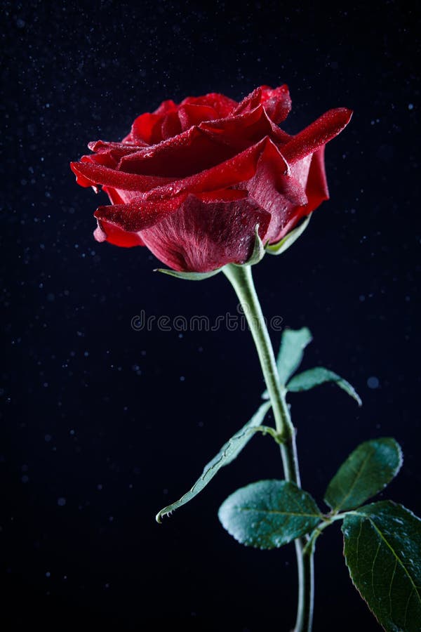 A Gorgeous Big Red Rose on a Black Background Stock Image - Image of ...