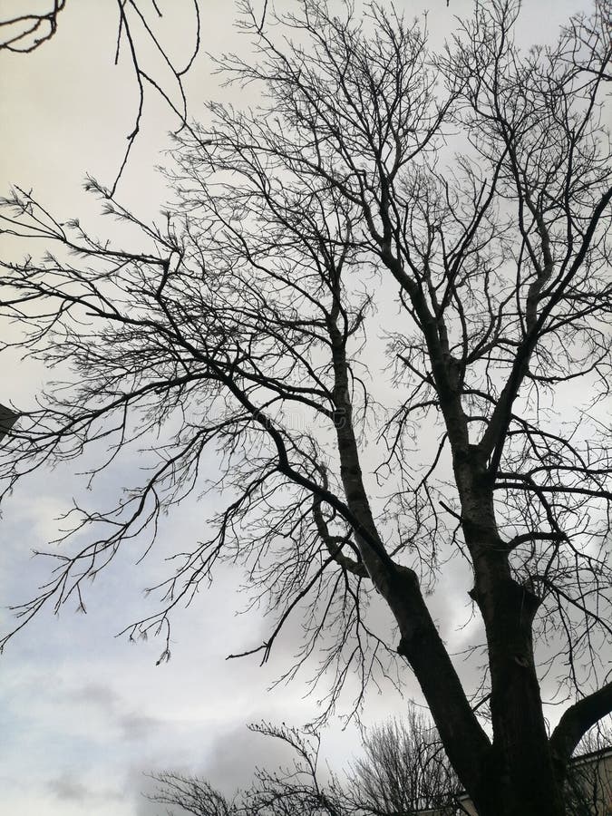 Gorgeous Big Tree so Many Branches and Sky Behind X Stock Photo - Image ...