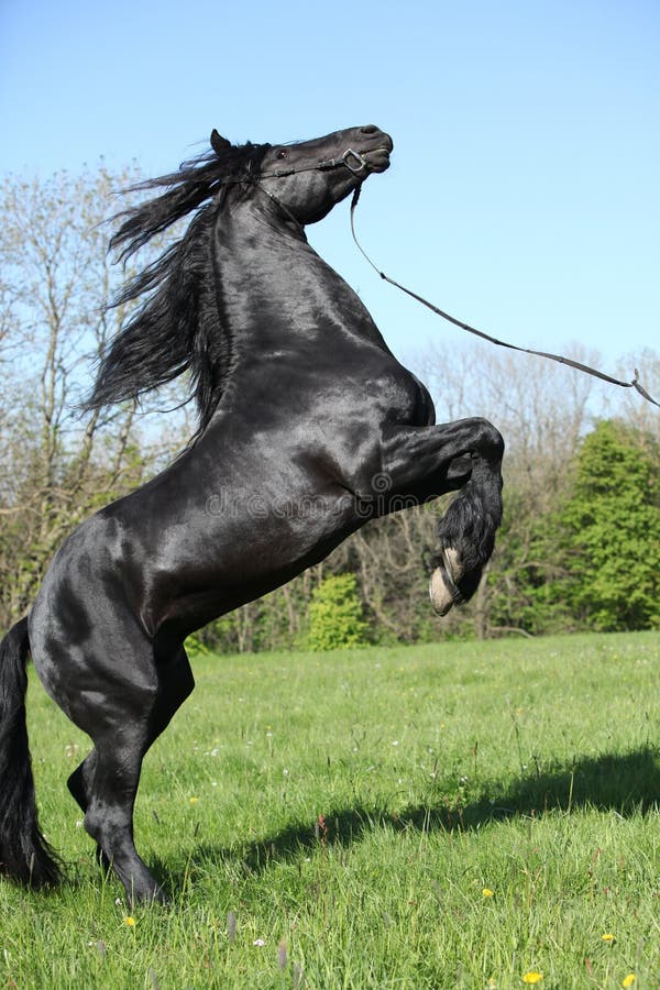 Gorgeous Black Stallion Prancing Stock Image - Image of prance, bridle ...