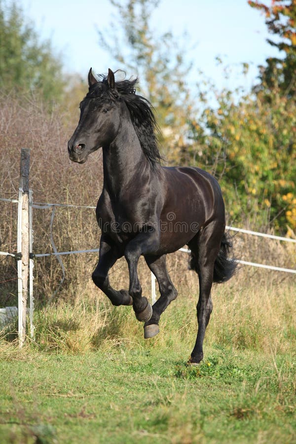 Gorgeous Black Stallion Running in Autumn Stock Photo - Image of action ...