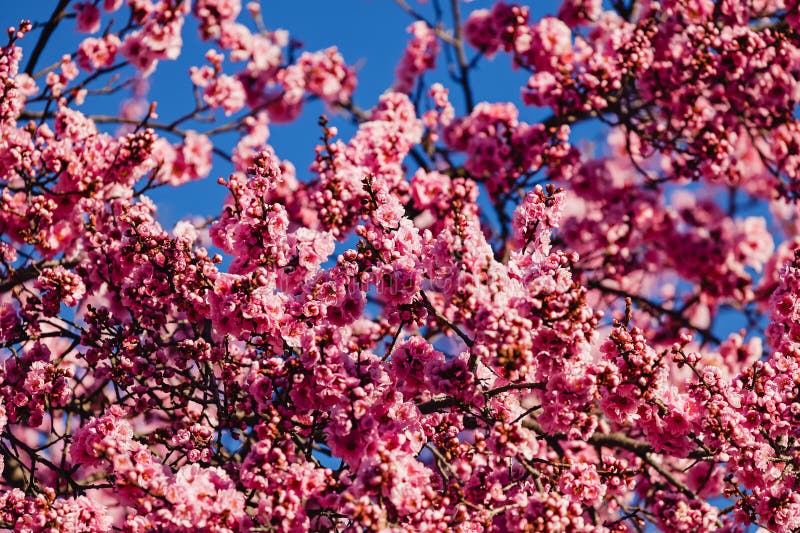 Gorgeous Blooming Tree with Pink Flowers, Sakura or Cherry Tree ...