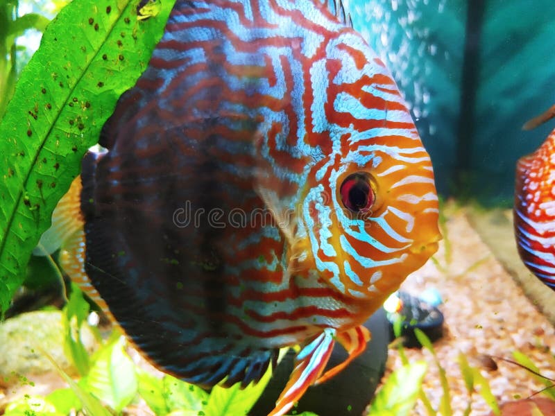 Gorgeous blue fish stock photo. Image of invertebrate - 178548734