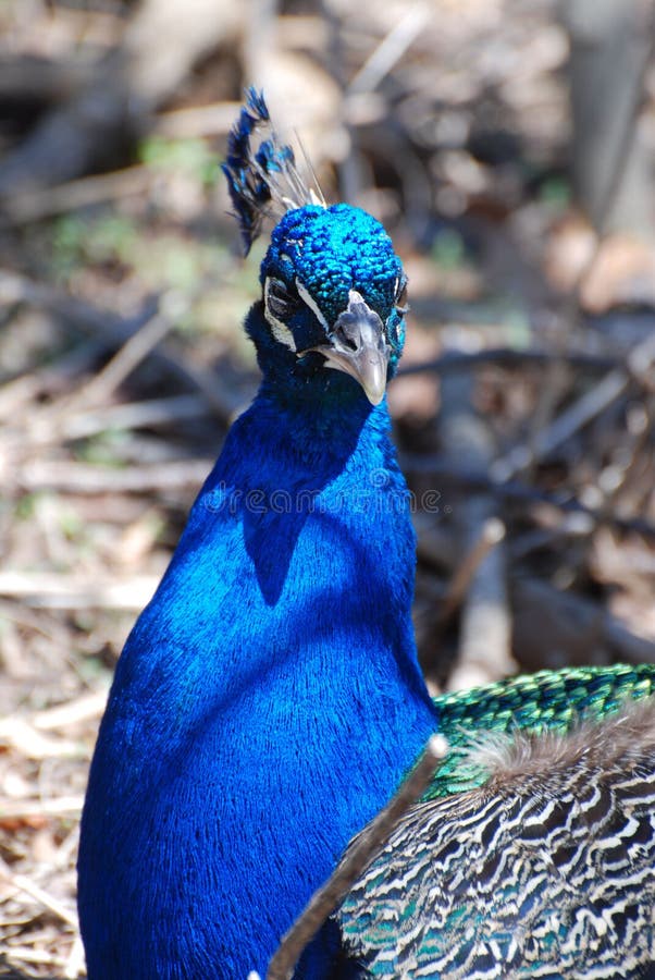 Peafowl bird stock photo. Image of india1, national - 155077644
