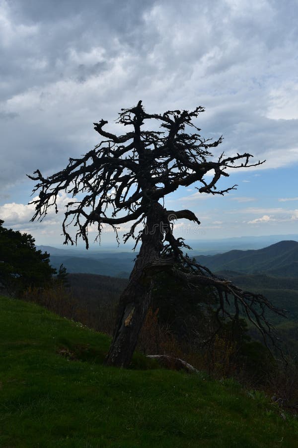 Gorgeous Blue Ridge Mountains Along with a Silhouetted Tree Stock Image ...