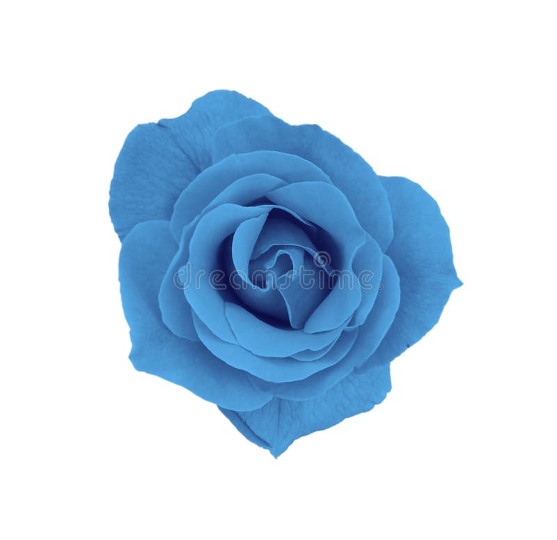 Gorgeous Blue Rose Isolated on White Background Stock Image - Image of ...