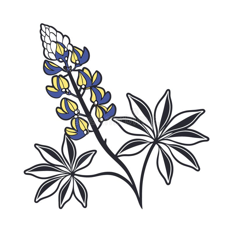 Gorgeous Bluebonnet Flower Illustration Stock Illustration ...