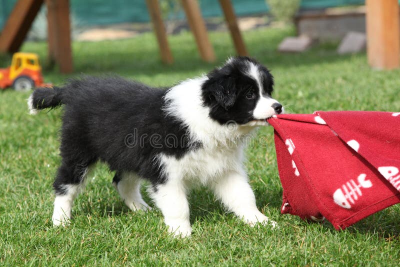 Gorgeous Border Collie Puppy Playing Stock Image - Image of puppy ...
