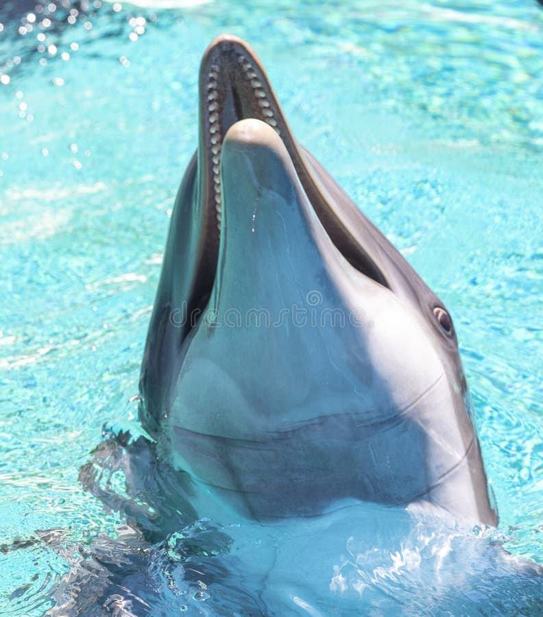 Gorgeous Bottle Nosed Dolphin Stock Image - Image of bottle, dive ...