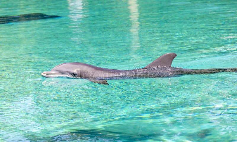 572 Bottle Nosed Dolphin Photos - Free & Royalty-Free Stock Photos from ...