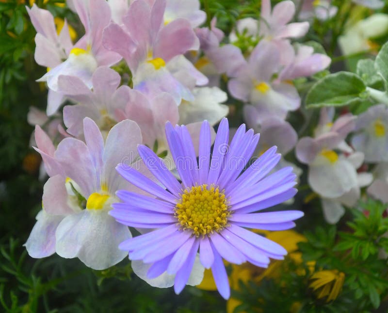 Gorgeous Bright & Attractive Light Blue Aster & Spring Flowers Stock ...