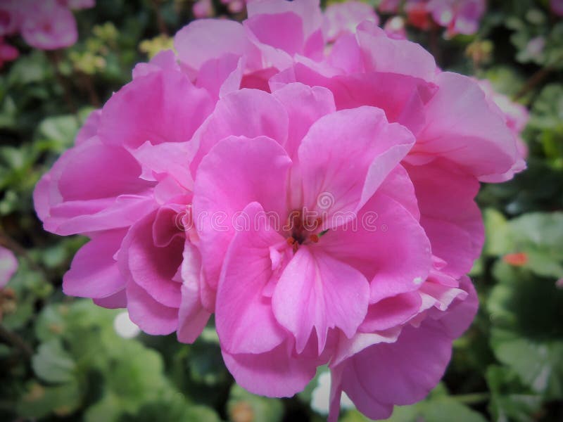 Gorgeous Bright & Attractive Light Pink Spring Flowers Stock Photo ...