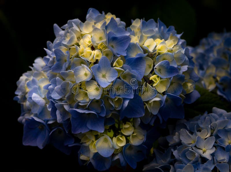 Gorgeous Bright Blue or Periwinkle Colored Hydrangea with a Black ...