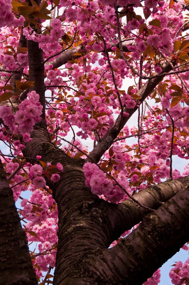 1,460 Cherry Country City Stock Photos - Free & Royalty-Free Stock ...