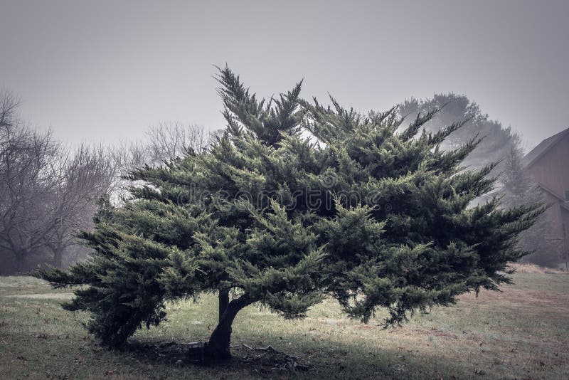 Gorgeous Chinese Juniper Tree in a Field Stock Photo - Image of garden ...