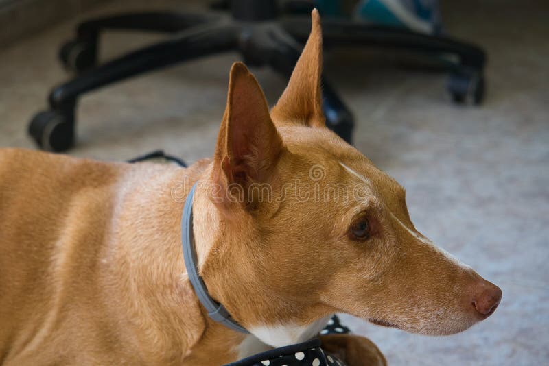 Beautiful Cinnamon and White Hound Stock Photo - Image of family ...