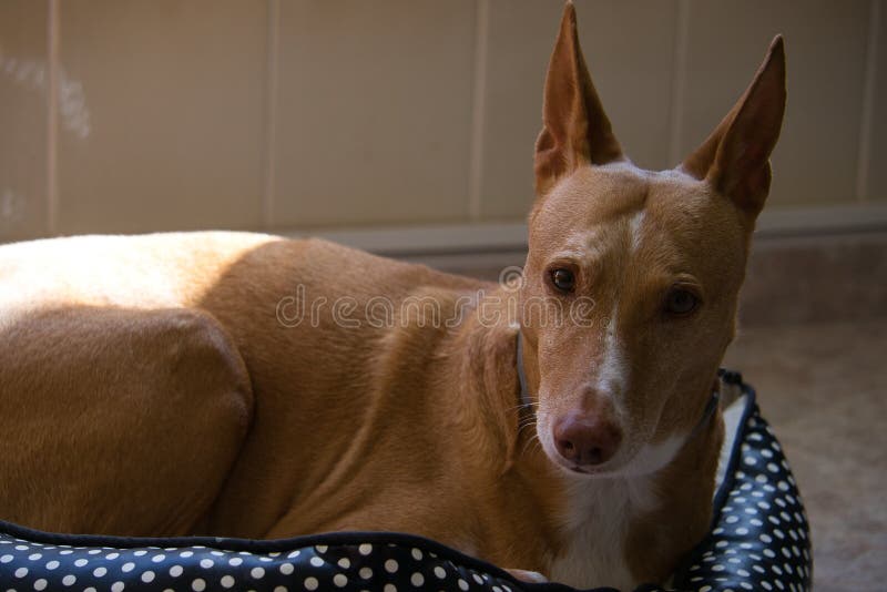 Beautiful Cinnamon and White Hound Stock Image - Image of lovely, sweet ...