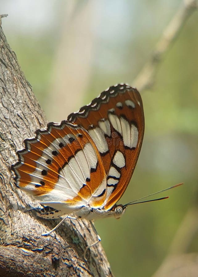 A Gorgeous and Colorful Common Sergeant Butterfly & X28;Athyma Perius ...