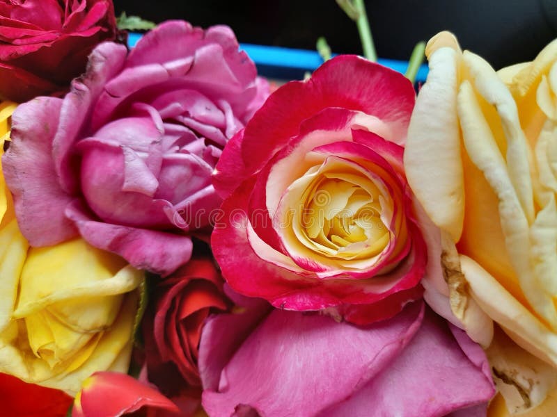 Gorgeous coloured roses stock image. Image of gorgeous - 240759879