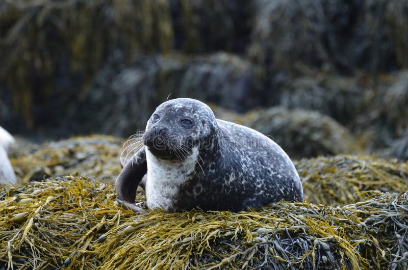 Gorgeous Face of a Harbor Seal Stock Photo - Image of life, animal ...