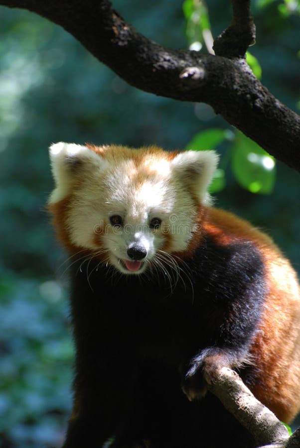 Gorgeous Face of a Red Cat-Bear Stock Photo - Image of panda, chinese ...