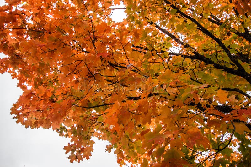 Fall Foliage on a Sugar Maple Tree Stock Photo - Image of outdoor ...