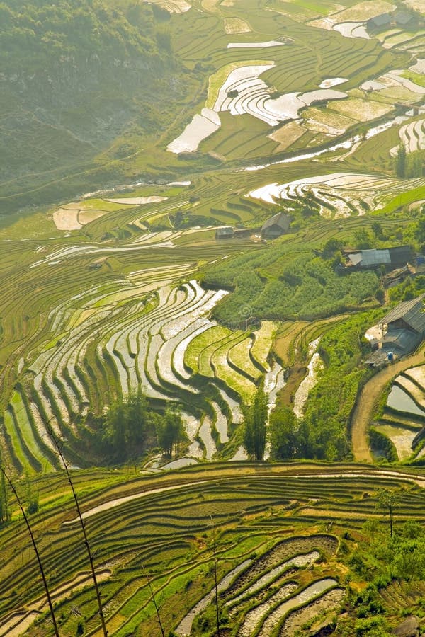 Gorgeous Farm Fields, Rice Paddy Terraces, Sapa, Vietnam Stock Image ...