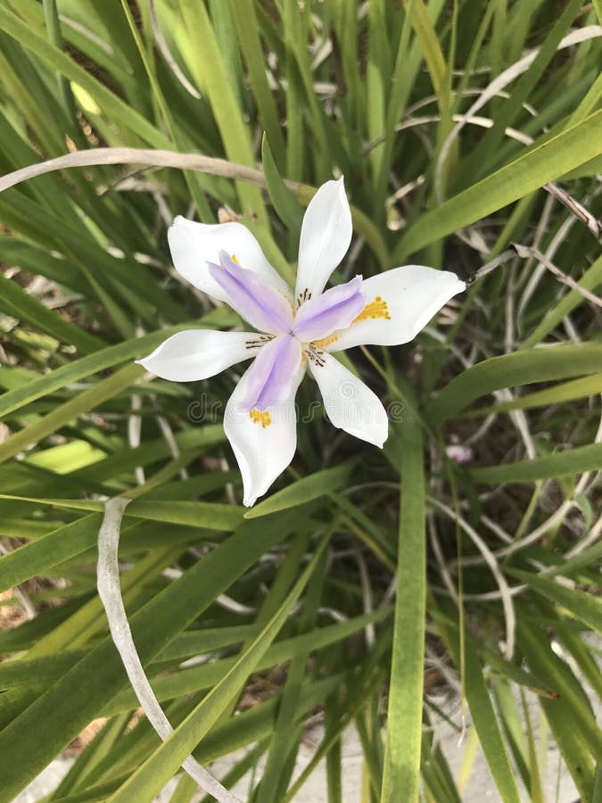 Purple flowe stock photo. Image of purple, flowe, gorgeous - 99257996