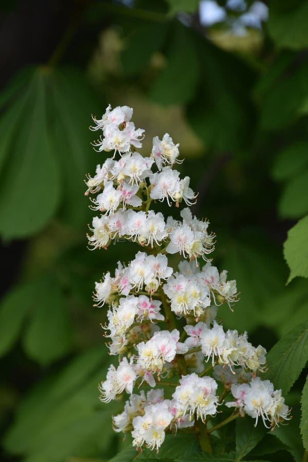 Gorgeous Flowering Conker Tree in the Springtime Stock Photo - Image of ...