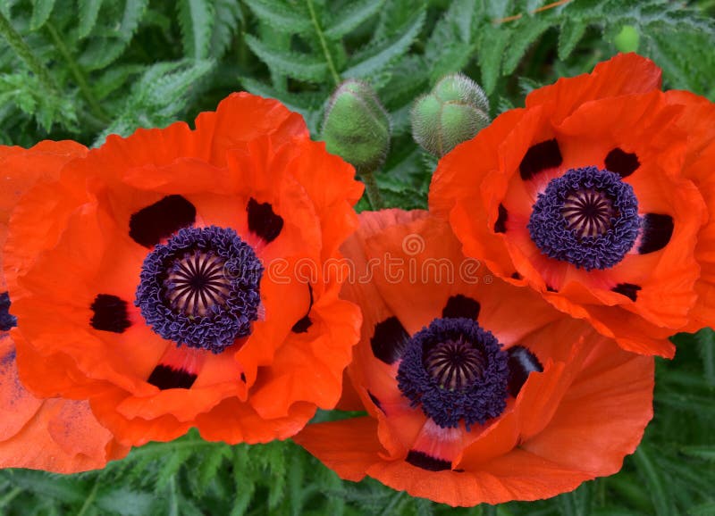 Gorgeous Flowering Orange Oriental Poppies in Bloom Stock Image - Image ...