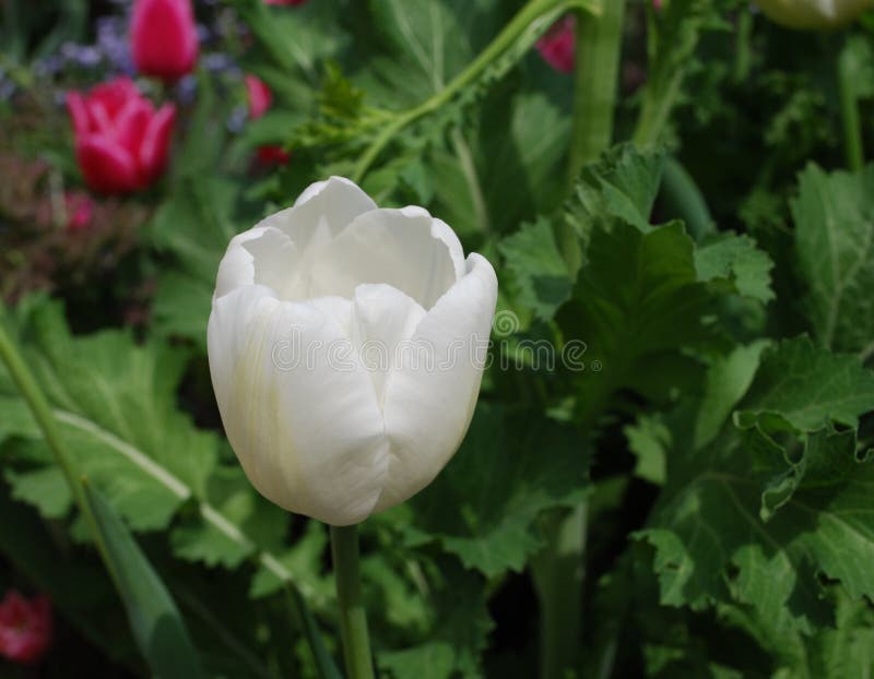 Gorgeous Flowering White Tulip in a Spring Garden Stock Photo - Image ...