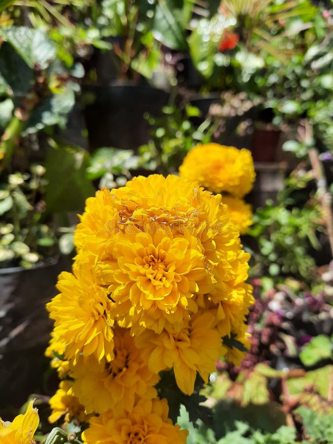 Gorgeous Flowers. Beautiful Color Stock Image - Image of yellow, green ...