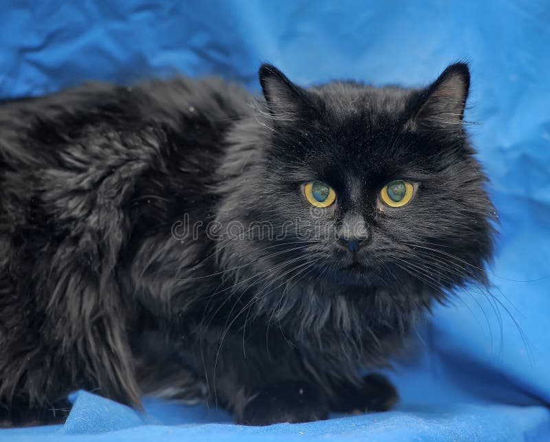 Gorgeous fluffy black cat stock image. Image of face - 37903861