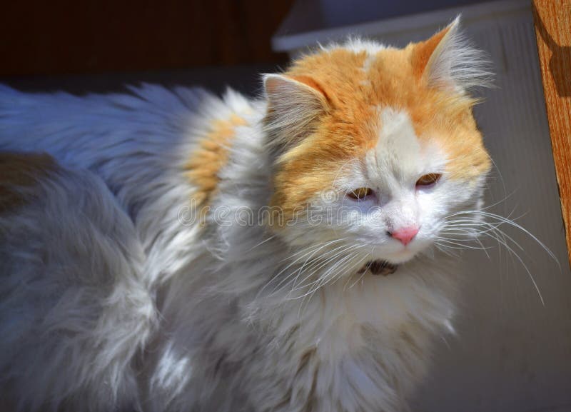 Gorgeous fluffy cat stock photo. Image of kitten, haired - 59050650