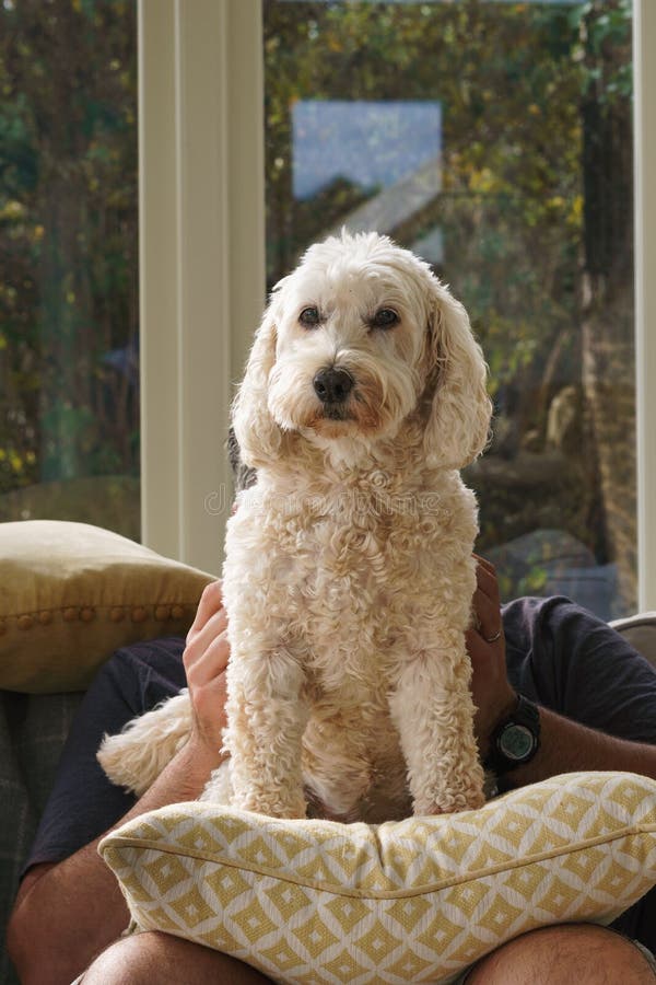 Cockapoo Female Pet Dog Looking at Camera Stock Photo - Image of ...