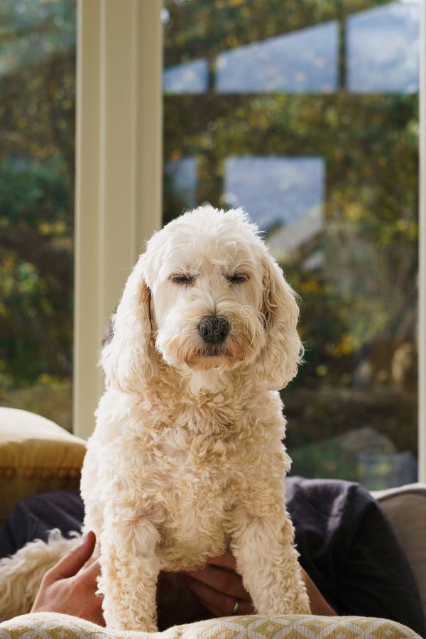 Cockapoo Female Pet Dog Looking at Camera Stock Photo - Image of pets ...