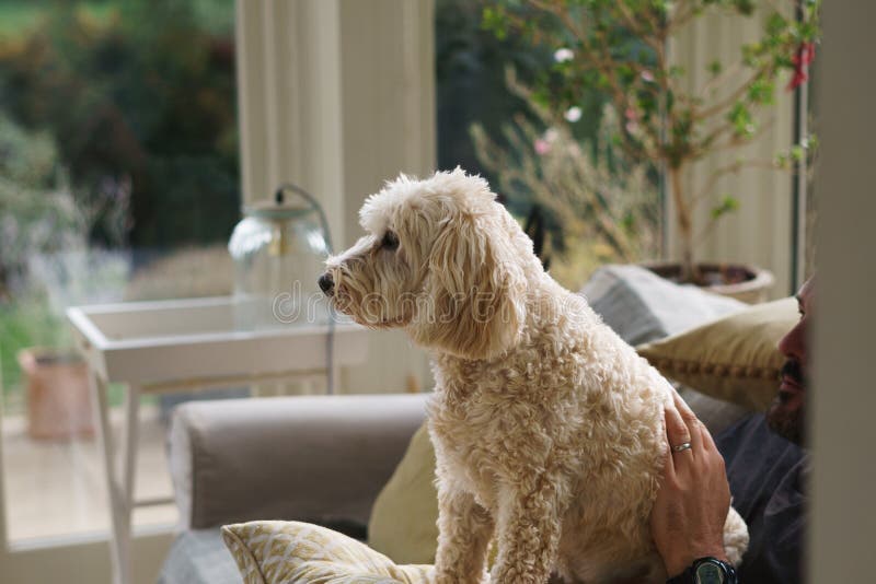Cockapoo Female Pet Dog Looking at Camera Stock Photo - Image of ...