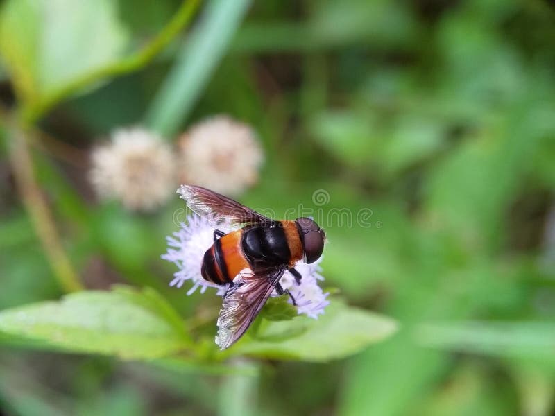 Gorgeous Fly Bee Hunting for Nectar Stock Photo - Image of nectar ...