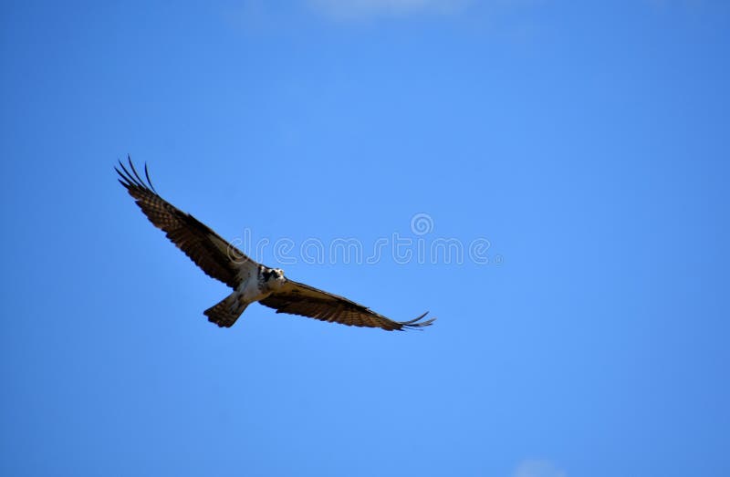 Gorgeous Flying Osprey in a Blue Sky Stock Image - Image of flight ...
