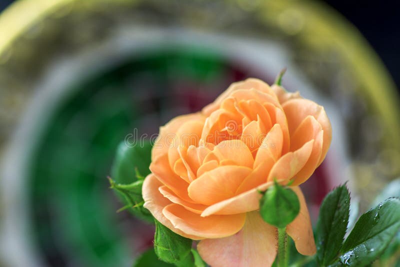 Gorgeous Fresh Flower Mini Roses Orange Color. Macro Stock Photo ...