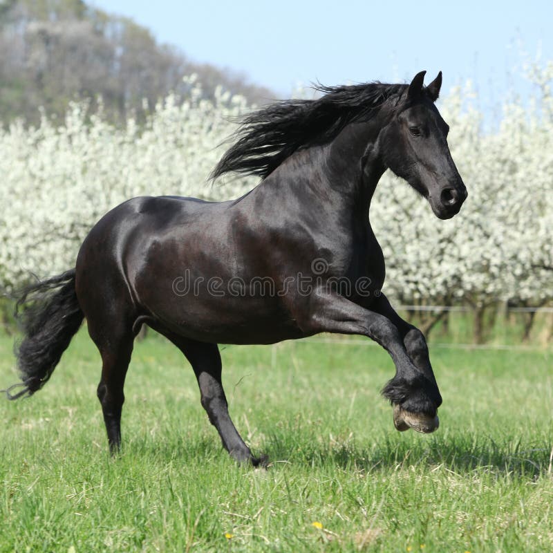 Gorgeous Friesian Mare Running in Front of Flowering Trees Stock Photo ...