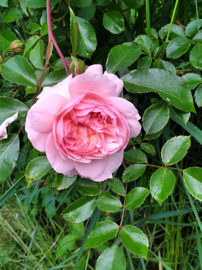 Gorgeous full pink rose stock photo. Image of rose, fullpink - 222116920