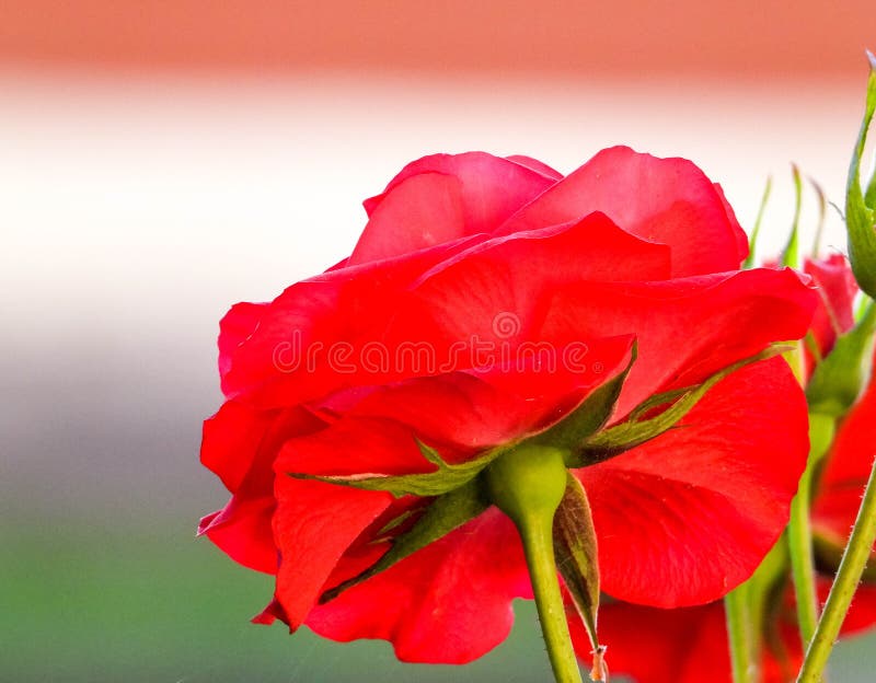 Gorgeous Garden Rose stock photo. Image of growth, valentine - 183729018