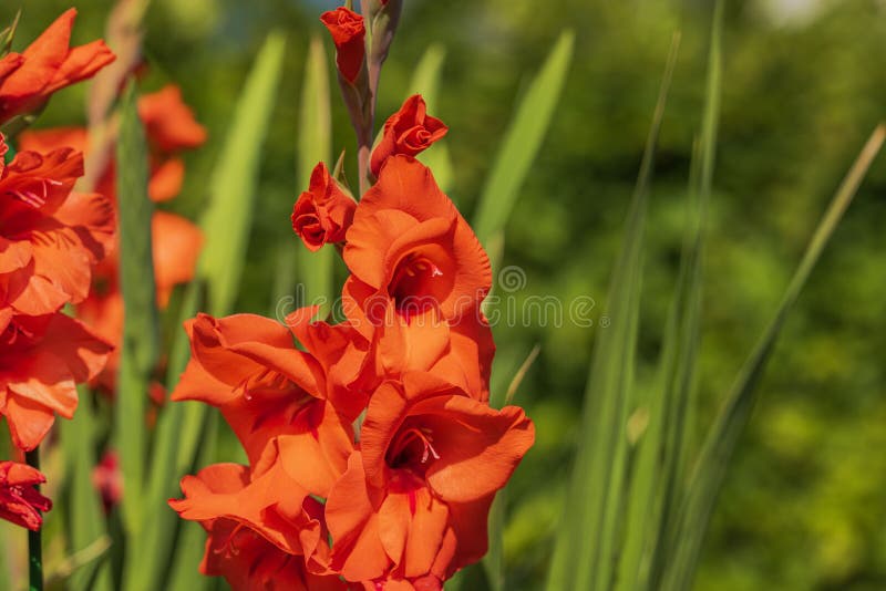 Gorgeous Garden View with Red Gladiolus Flowers Stock Photo - Image of ...
