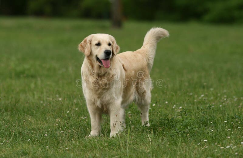 Dog / Golden Retriever stock photo. Image of animals, love - 683752