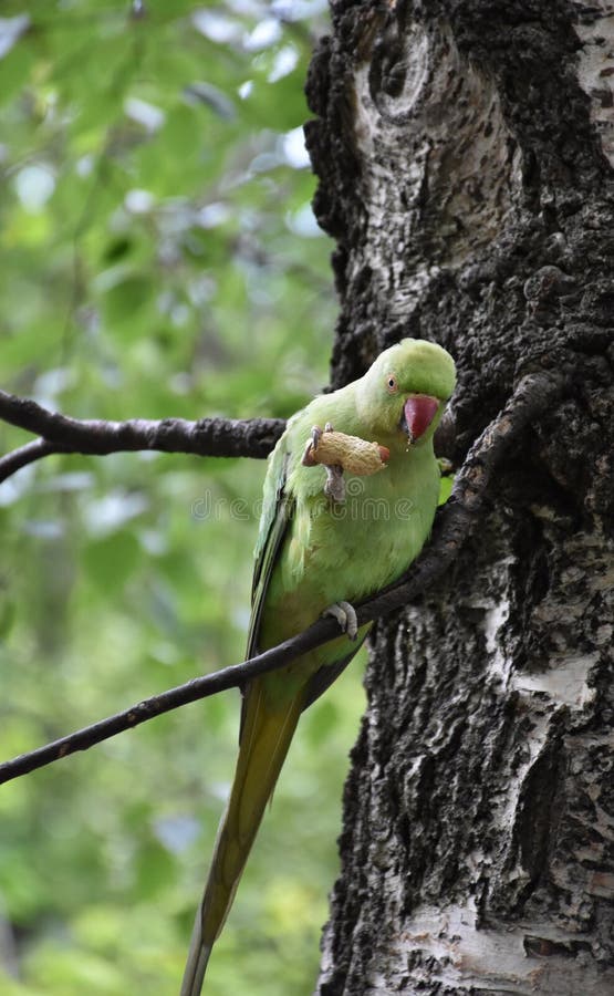 Gorgeous Green Parrot on a Birch Tree Branch Stock Photo - Image of ...
